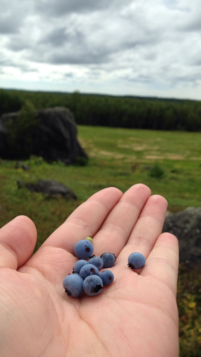 Dropstones and Blueberries | Environmental Science Semester